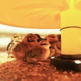 Cozy Chickens Premium Chick Brooder Habitat PLUS Includes Water Tube ...