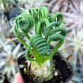 Albuca Spiralis, Frizzle Sizzle, Corkscrew Albuca - Pot Size: 3" (2.6x3 ...