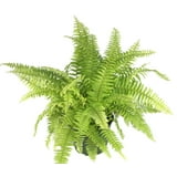 Golden Glow Boston Fern - Nephrolepis - Lemon Yellow Color - Live Plant ...