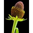 Seedville USA 30 Western Coneflower Seeds, Rudbeckia Occidentalis ...