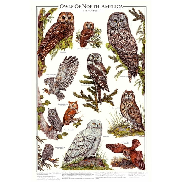 Owls of North America Poster/Identification Chart Vol 2 - Walmart.com