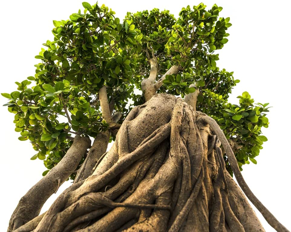 Indian Banyan Bonsai Tree Seeds for Planting - 20 Seeds of Ficus ...