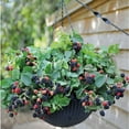 Eclipse BlackBerry Plant - Live Plant in a 2 Inch Pot - Rubus - Fruit ...