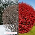 Burning Bush Shrub Live Plant, 8-10'' Tall, Live Dormant Well-Rooted ...