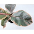 Ruby Ficus Rubber Plant - Live Plant in a 2 Inch Pots - Ficus Elastica ...