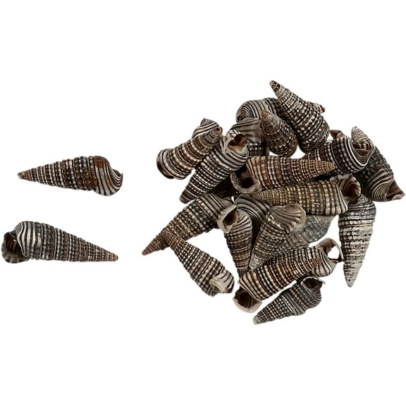 Trochus Tiny Pearled Craft Assorted Shells Bulk Seashells (1 Kilo ...