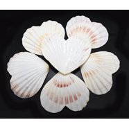 Alabaster Murex Seashell 4-5" - Walmart.com