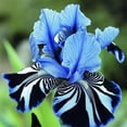 Blue Purple Iris Saplings-(Non-Artificial)-Strong Vitality Easy Grow ...