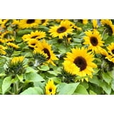 25 Dwarf SUNSPOT SUNFLOWER Helianthus Annuus Flower Seeds - Walmart.com