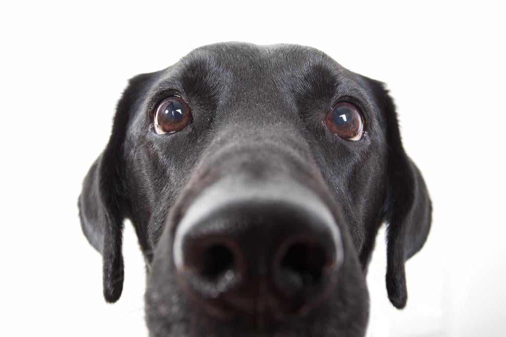 Curious Black Labrador Retriever Dog Close Up Black Lab Face Portrait ...