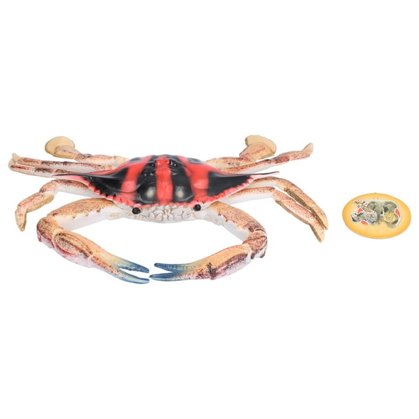 Crab Model,Crab Marine Animal Model Educational Crab Model Crab Model ...
