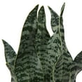"Artificial Indoor House Snake Plant, Faux Sansevieria Trifasciata, 17 ...