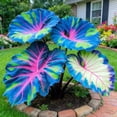 Giant Elephant Ear For Planting Ideal for Gardening Deer Resistant ...