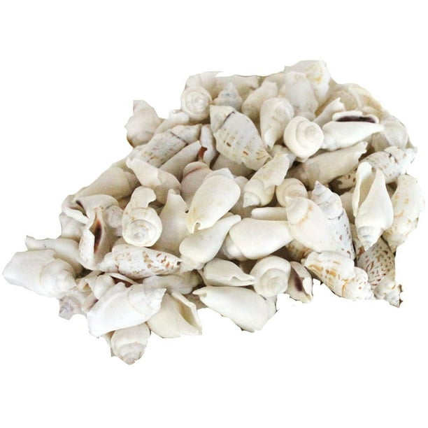 White Chula Craft Shells Bulk Seashells Bag of Shells 2-2.5" (1 Gallon ...