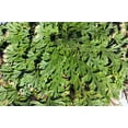 Small Live Indoor Resurrection Plant, Rose of Jericho Dinosaur Fern ...