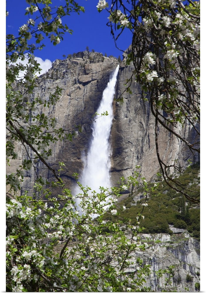 Great BIG Canvas | "California, Yosemite National Park, blooms from an ...