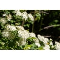 50 PACIFIC NINEBARK Physocarpus Capitatus Western Ninebark Native White ...