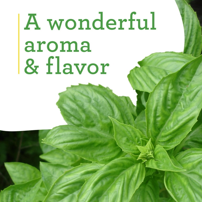 Fresh Basil Leaves Walmart