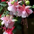 2 Light Pink Fuchsia Plants Live, Hardy Fuchsia Flower for Hanging ...