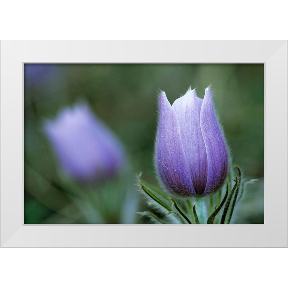 Manitoba Provincial Flower