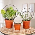 3 Pack Circular Metal Plant Trellis for Indoor Pots - Plant Trellis for ...