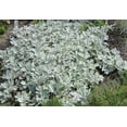 300 SILVERDUST DUSTY MILLER Cineraria maritima Flower Seeds - Walmart.com