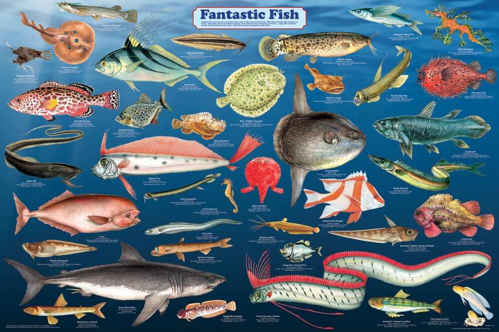 Fantastic Fish Educational Science Classroom Reference Chart Print ...