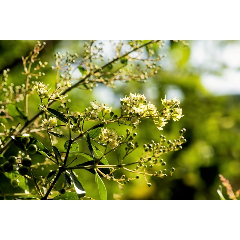 Lawsonia Inermis Tree