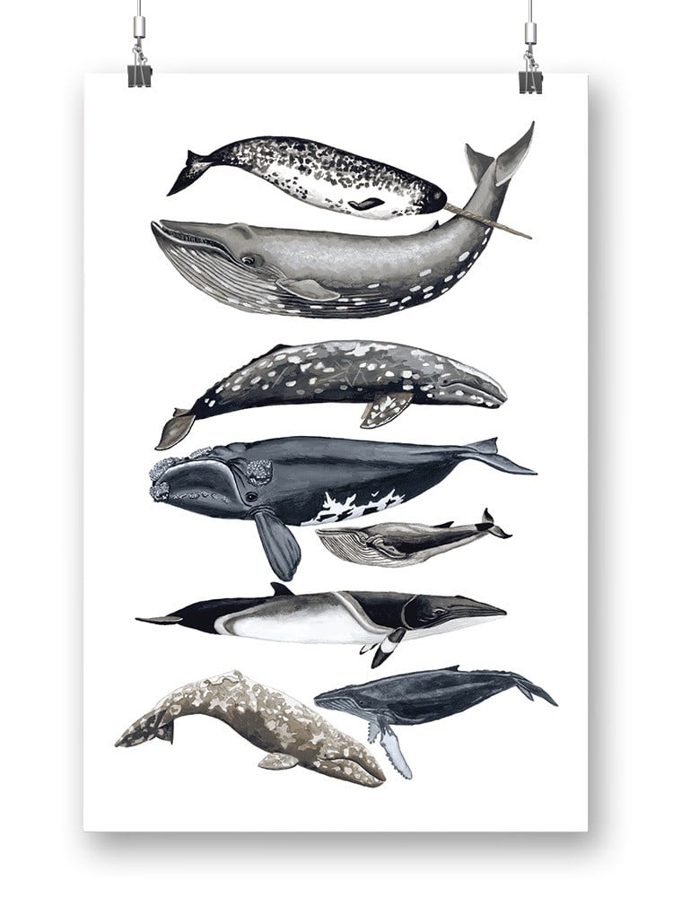 Whale Display Ii. Poster - Naomi McCavitt Designs, - Walmart.com