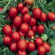 Sugar Plum F1 Hybrid Tomato Seeds - 300 Mg Packet ~70 Seeds - Non-GMO ...