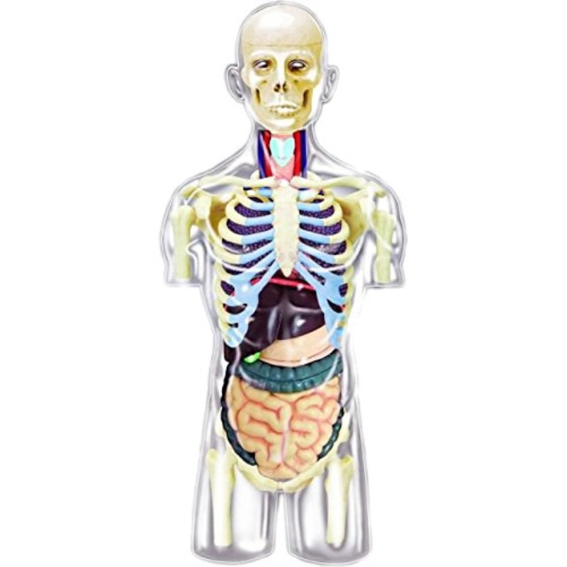 4D Master Transparent Human Anatomy Torso Model Kit One Color 4D Master Transparent Human Anatomy Torso Model Kit One Color