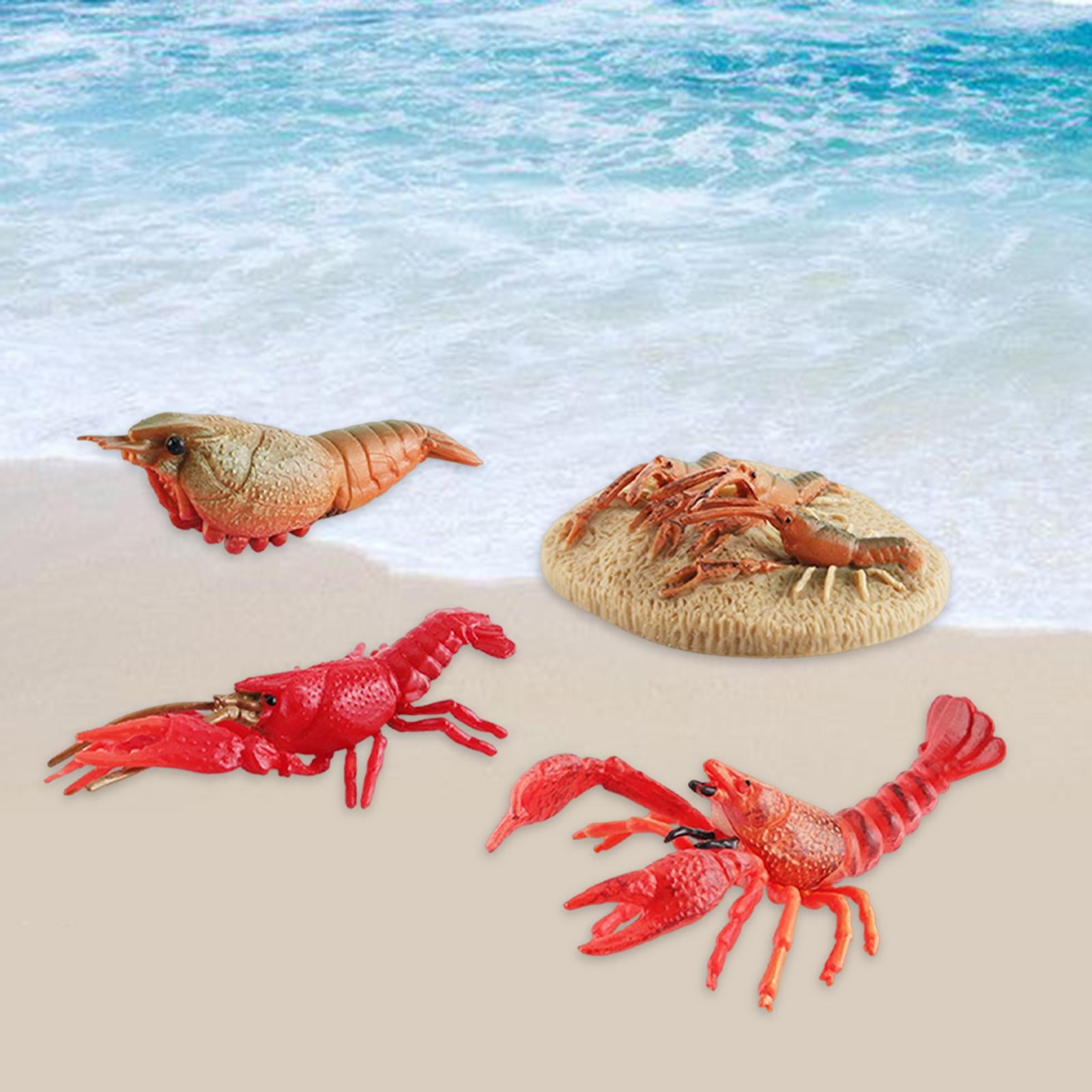 Life Cycle Of A Lobster