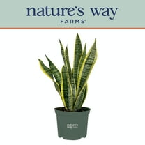 Nature's Way Farms ZZ Plant, Indoor/Outdoor 25-30 in. Tall, Low ...