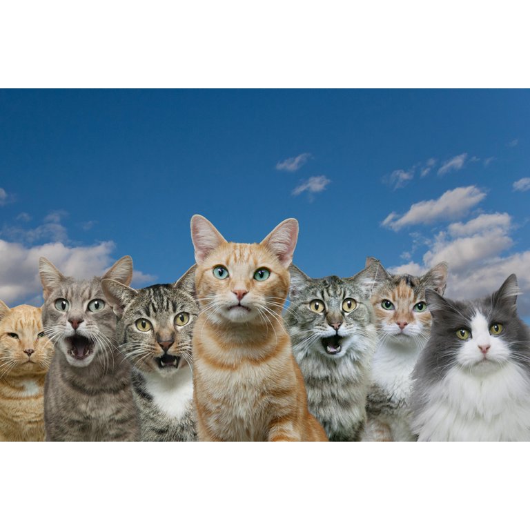 Inspirational Cat Poster