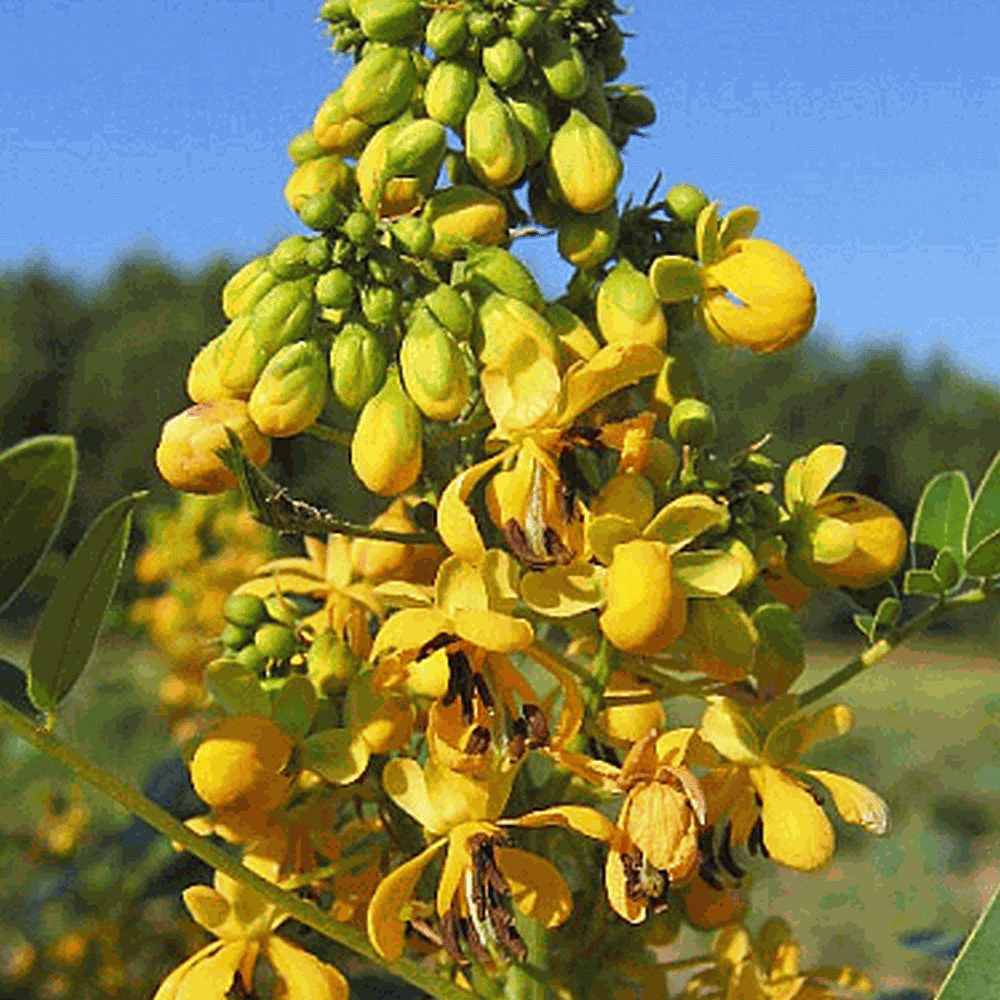 Everwilde Farms - 1 Lb Wild Senna Native Wildflower Seeds - Gold Vault ...