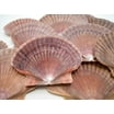 Set of 50: Mexican Flat Scallop Shells Seashells Large 3" Crafts ...