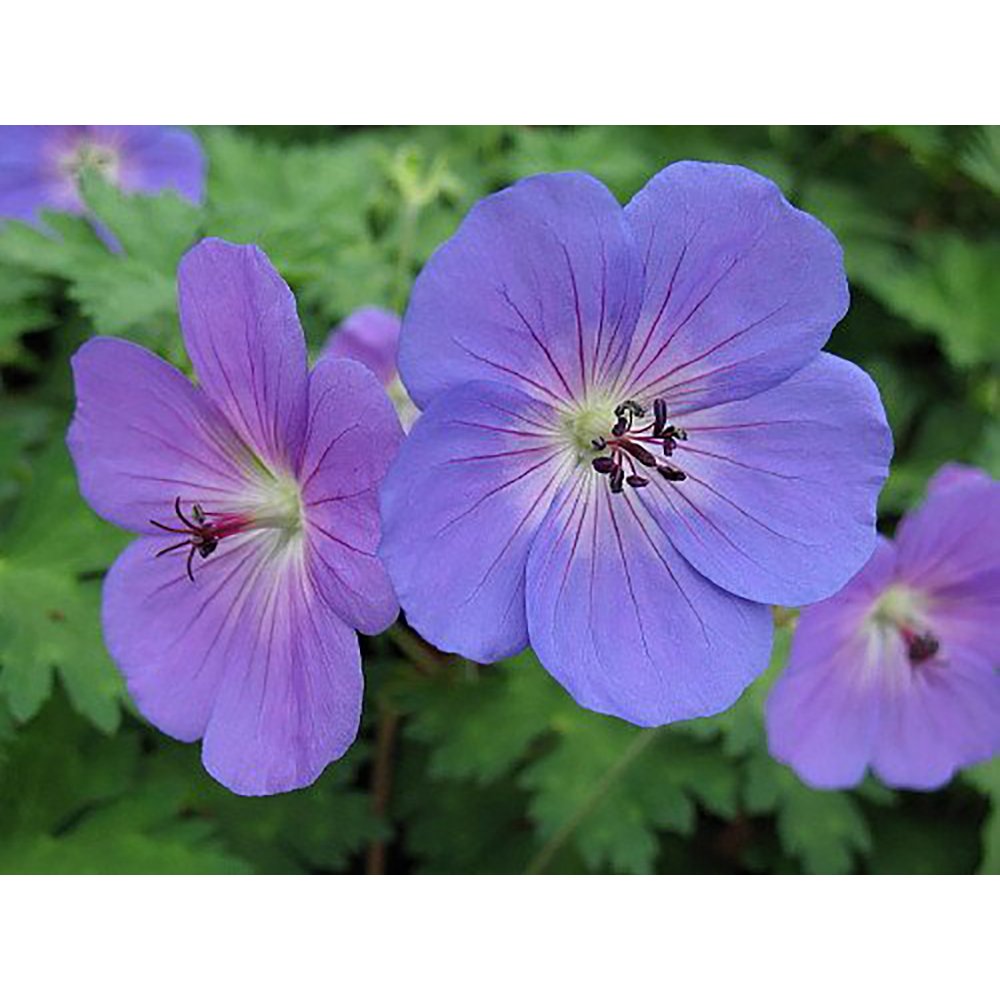 Rozanne Hardy Geranium - Live Plant -Gallon Pot - The Geranium of the ...