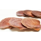 Set of 50: Mexican Flat Scallop Shells Seashells Large 3" Crafts ...