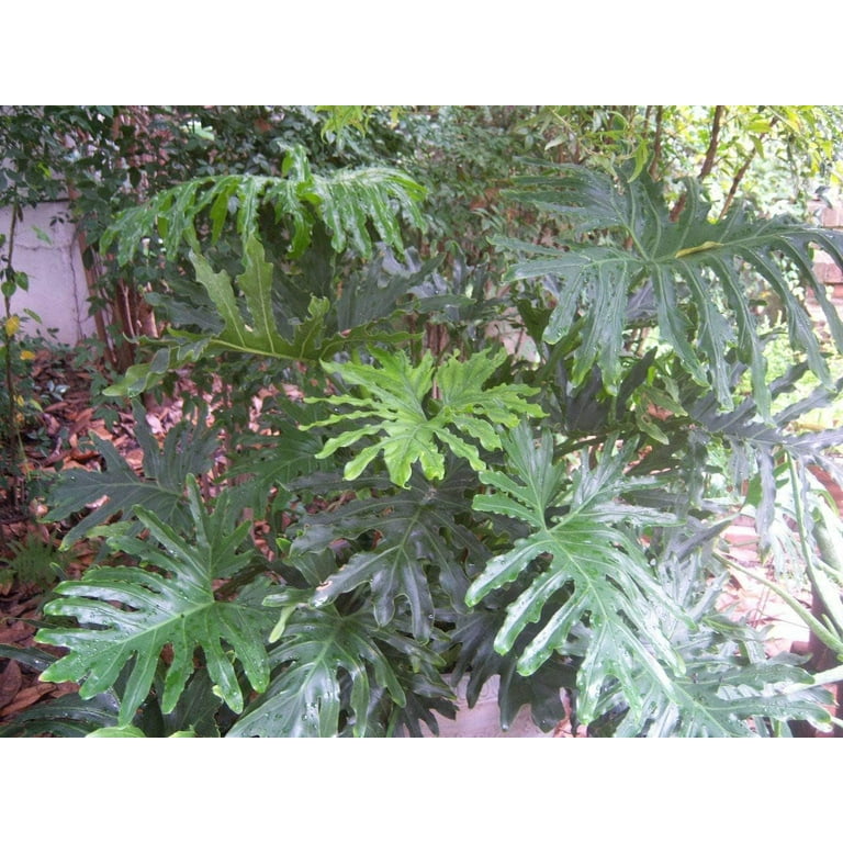 Cutleaf Philodendron