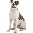 Spiked Dog Collar, Mushrooms Rivet Spike Anti-Bite Studded Protective ...