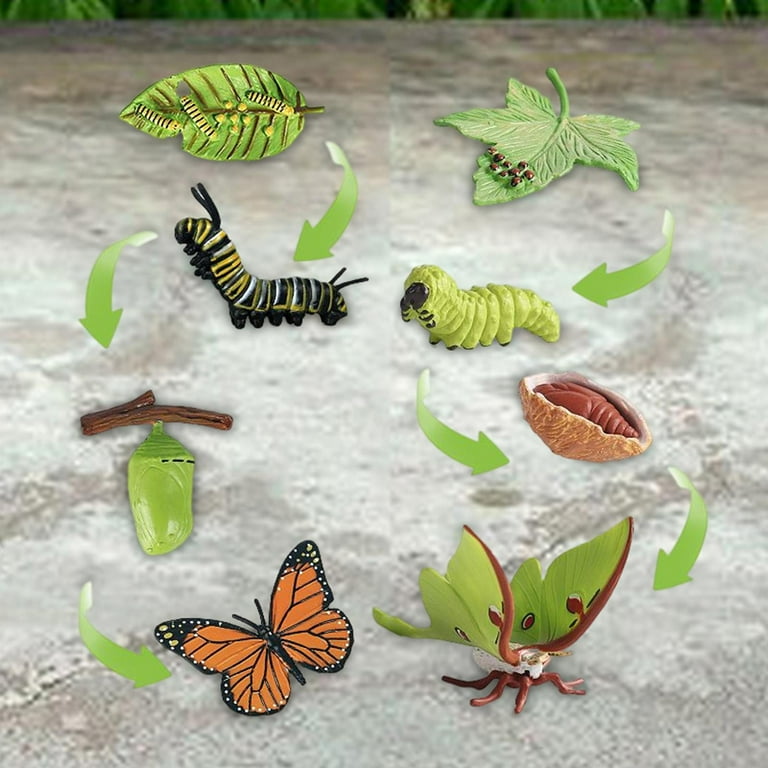 Life Cycle Of A Monarch Butterfly 4 Stages