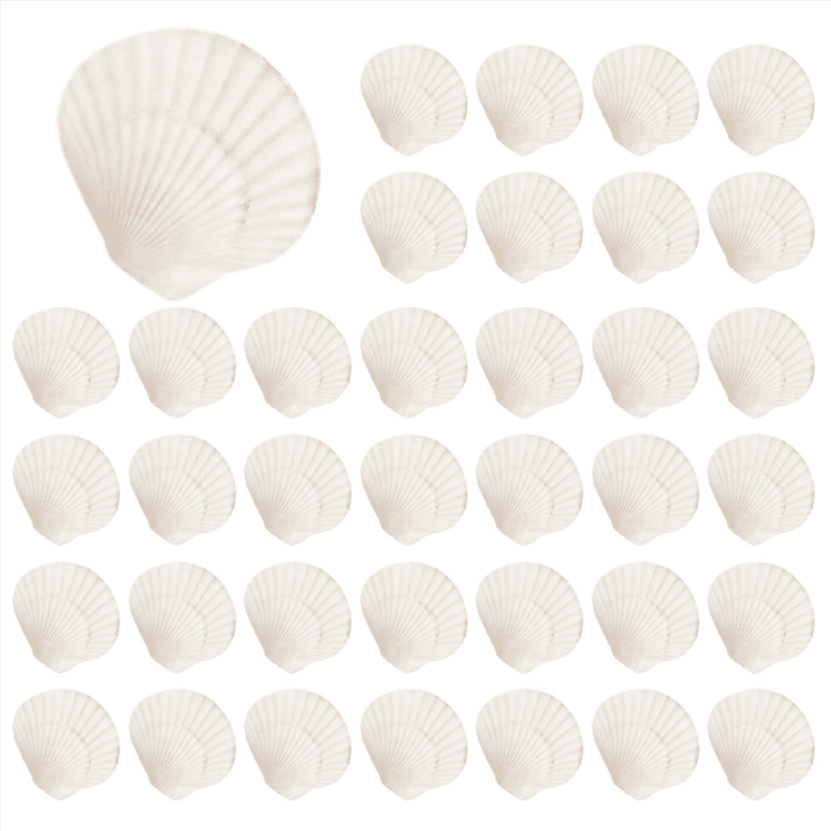 Click here for Unbranded 80pcs Natural Scallop Shells 1.4-2.4inch... prices