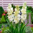 Tuberose For Planting - Suitable for Courtyard Gardening - Deer ...