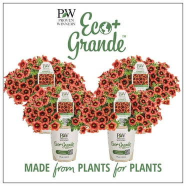Proven Winners 6" Orange Boldly Coral Geranium (Pelargonium ...