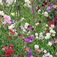 Sweet Pea Flower Garden Seeds - Knee Hi Mix - 3 g Packet - Annual ...