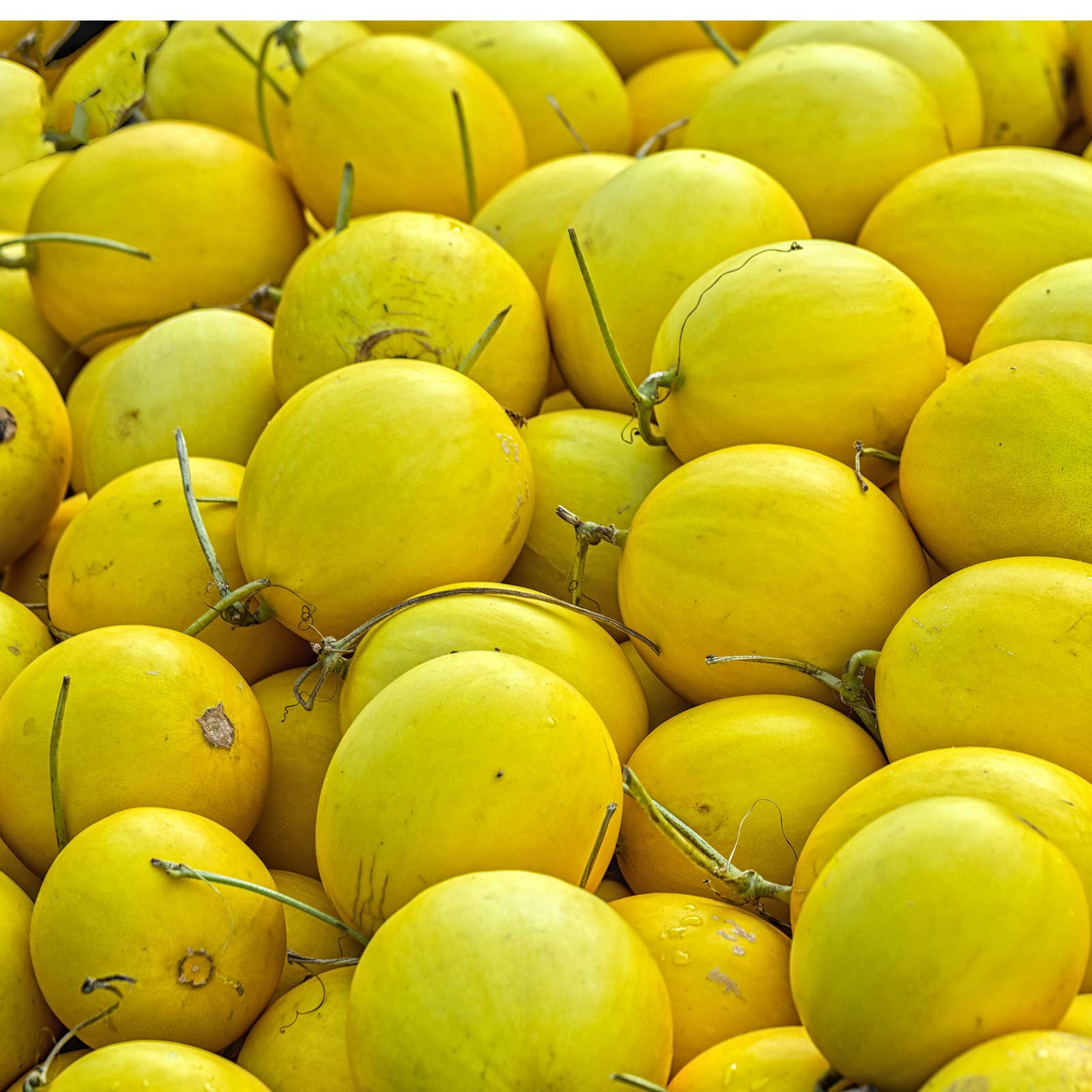 Canary Melon Garden Seeds (Treated) - Amy Hybrid - 1000 Seeds - Non-GMO ...