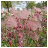 Everwilde Farms - 100 Prairie Smoke Native Wildflower Seeds - Gold ...
