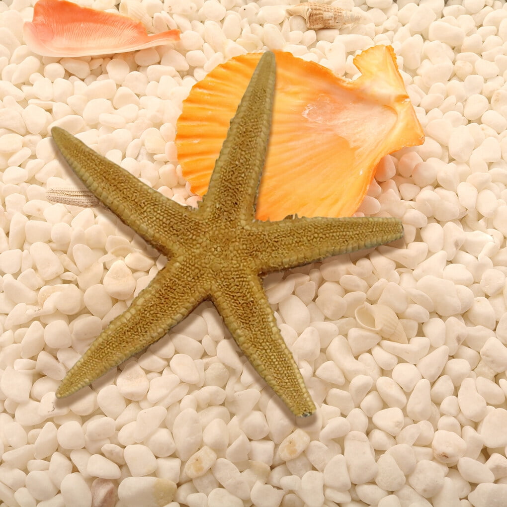 Click here for Langgg Natural 5-12cm/10-12cm White Finger Starfis... prices