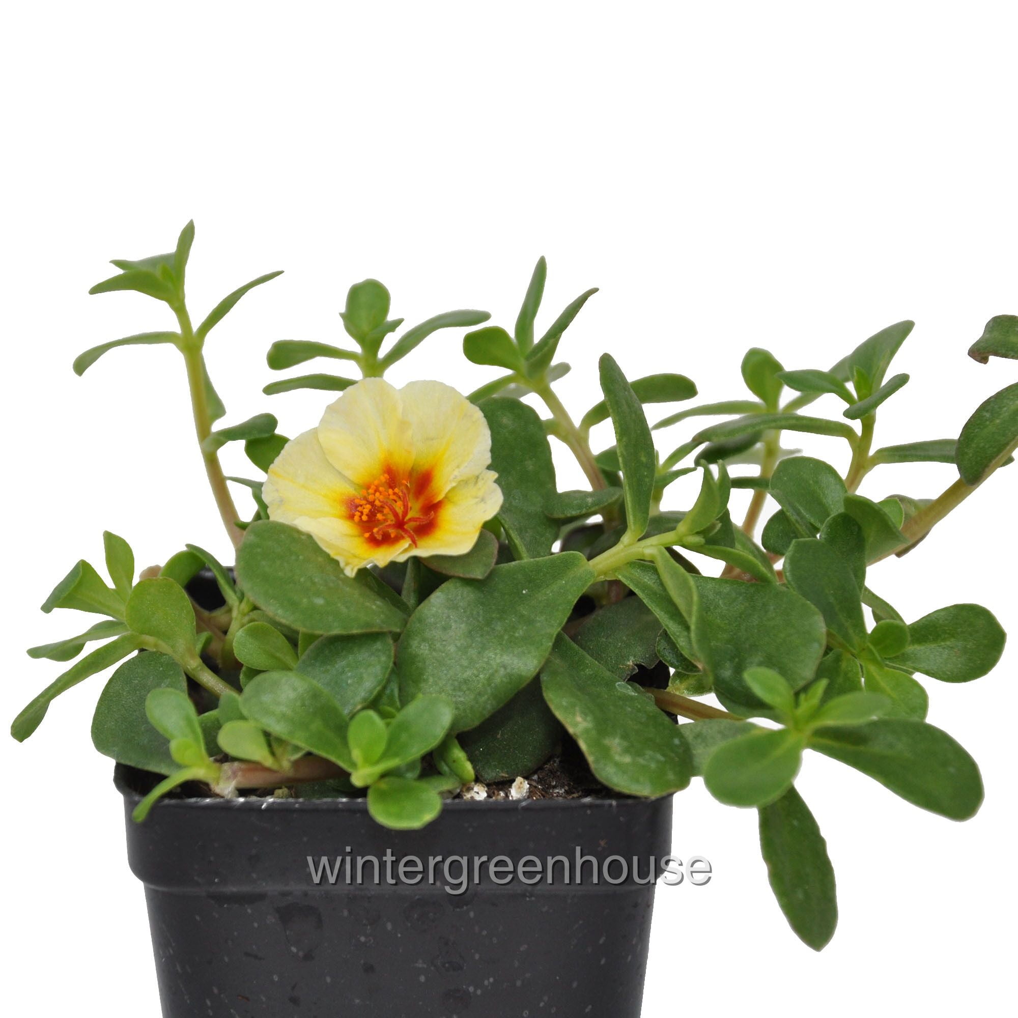 Portulaca Oleracea, Colorblast Double Guava, Moss Rose - Pot Size: 3 ...