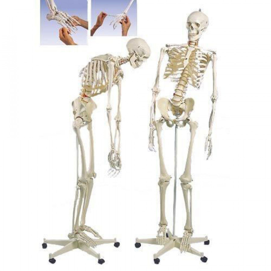 Mr. Flexible Skeleton Model Skeleton - Walmart.com